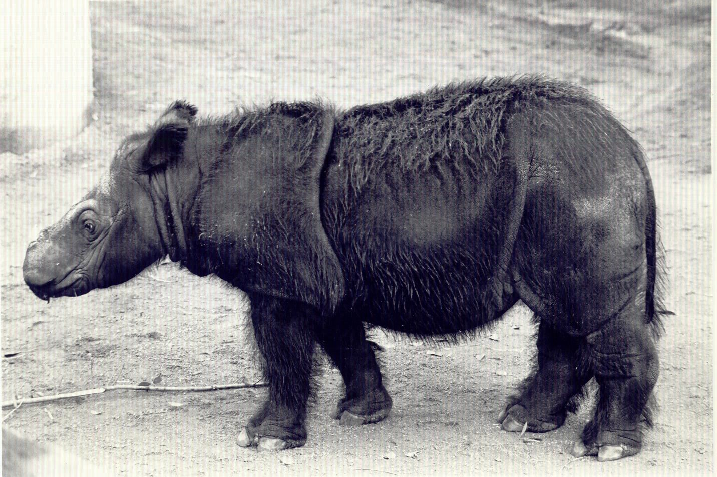 Los Angeles 1991 — Rhino Resource Center