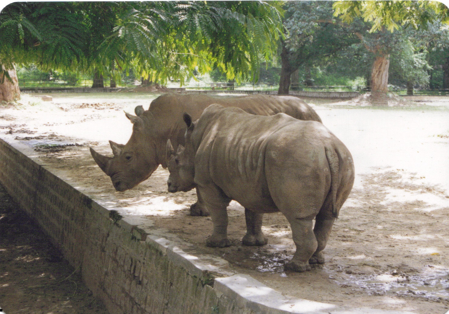 Mysore 1993 — Rhino Resource Center