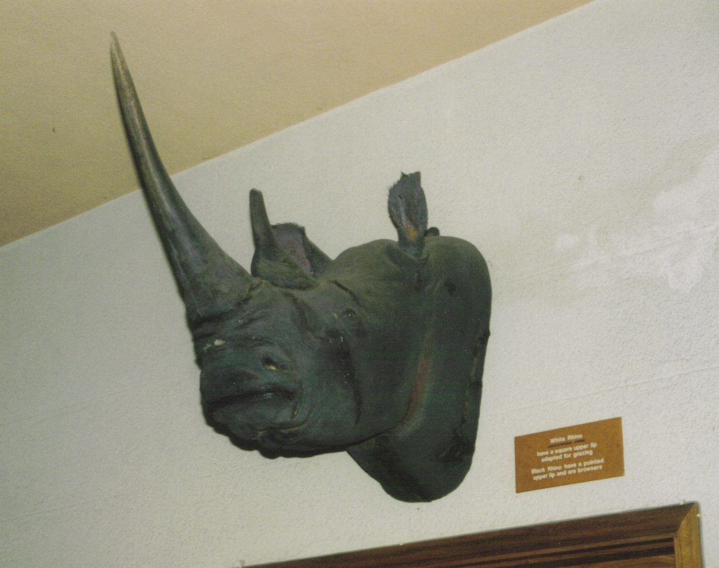 Bulawayo 1997 — Rhino Resource Center