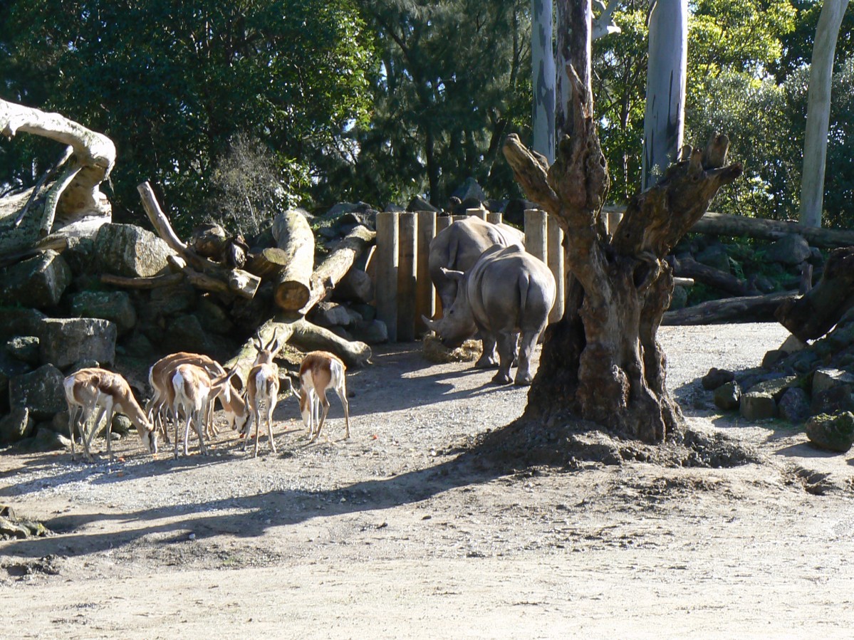 Auckland 2007 — Rhino Resource Center