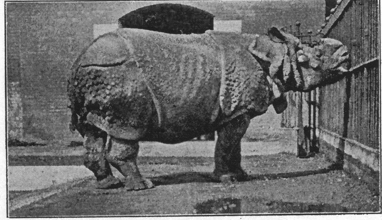 Protheroe 1910 — Rhino Resource Center