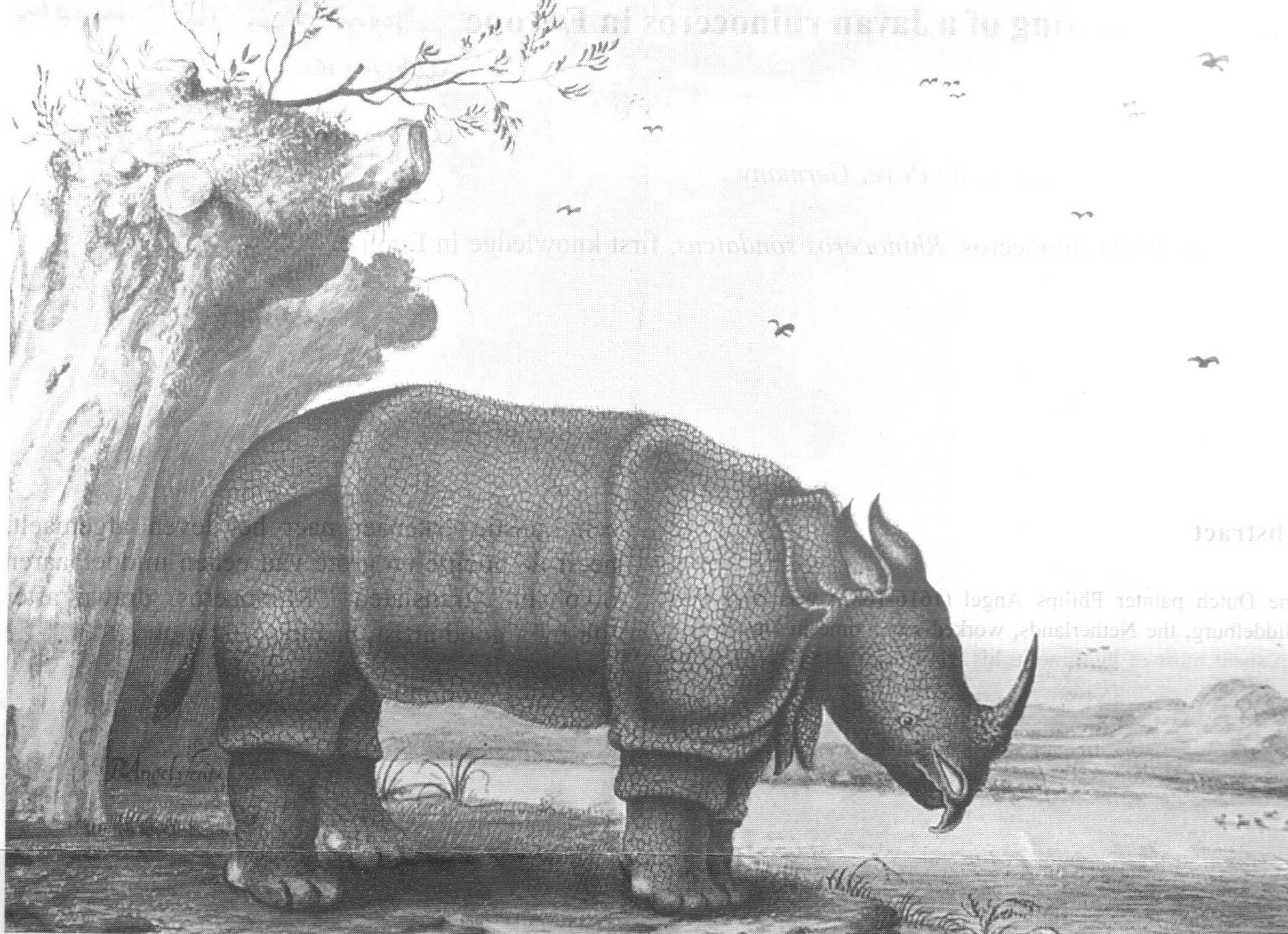Philips Angel — Rhino Resource Center