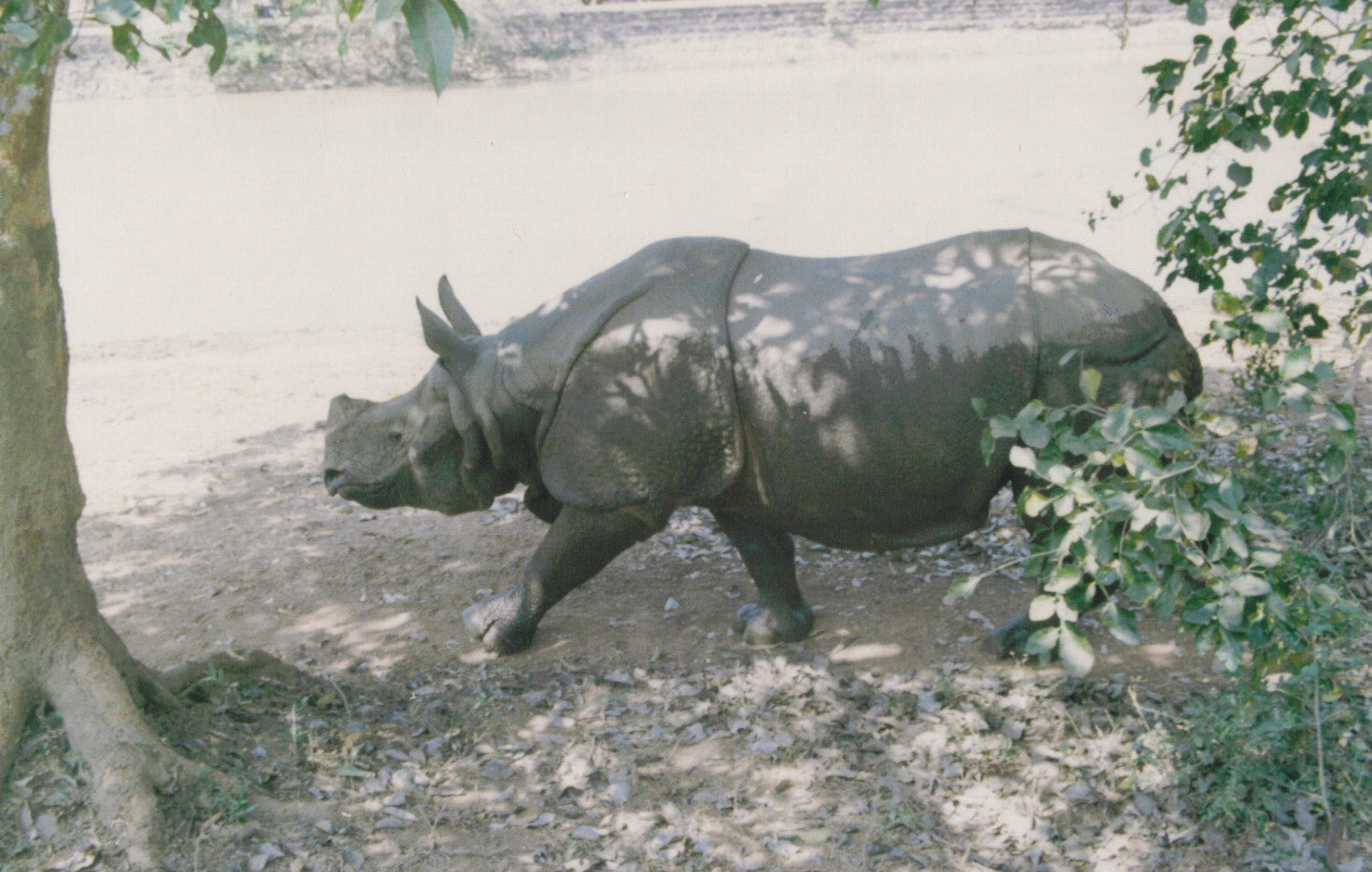 Bhubaneswar — Rhino Resource Center