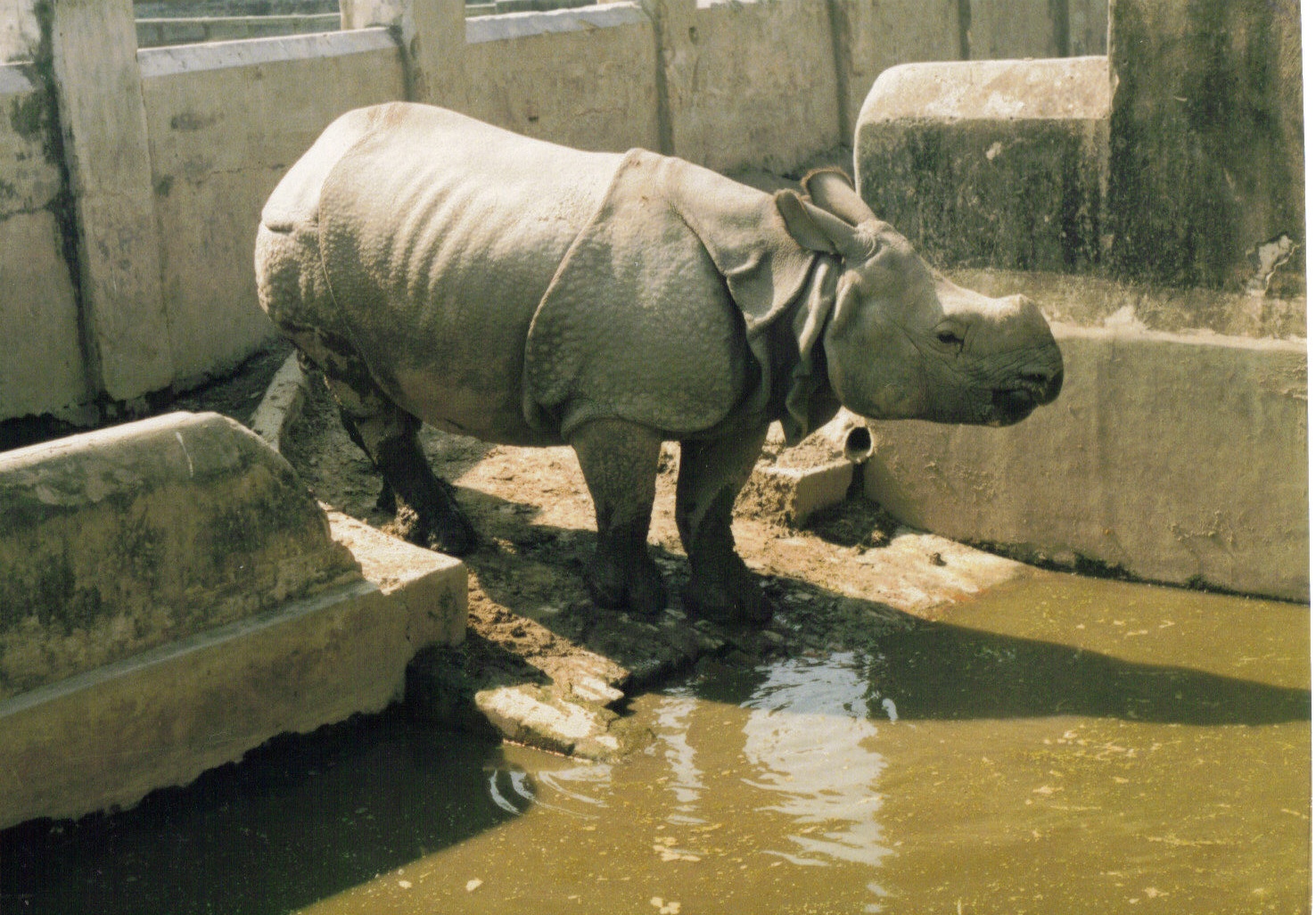 Calcutta 1993 — Rhino Resource Center