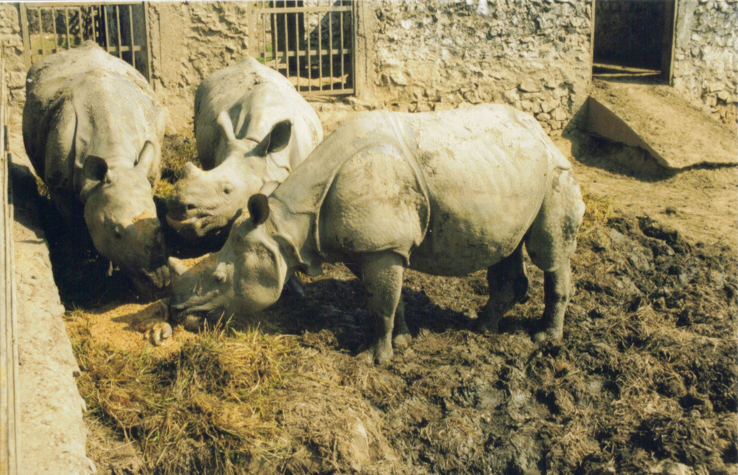 Gauhati 1996 — Rhino Resource Center