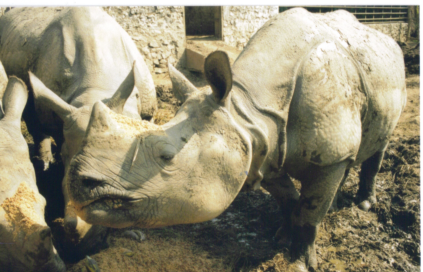 Gauhati 1996 — Rhino Resource Center