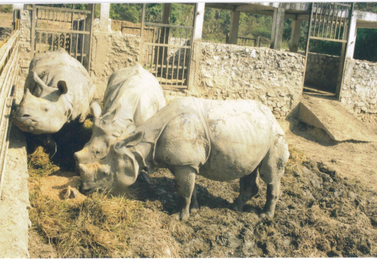 Gauhati 1996 — Rhino Resource Center