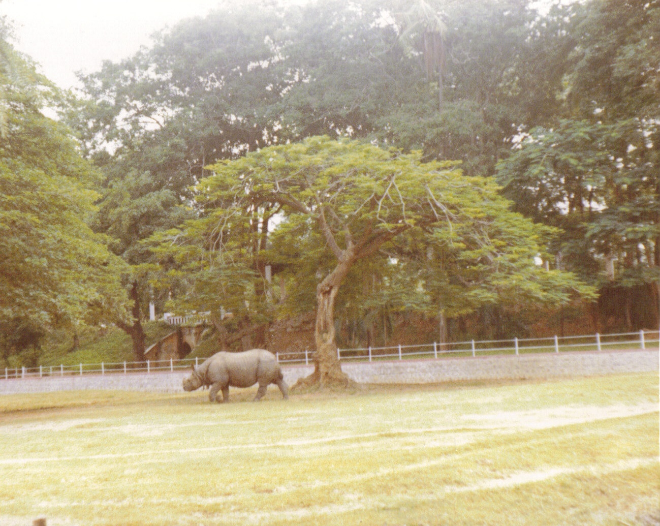 Mysore 1972 — Rhino Resource Center