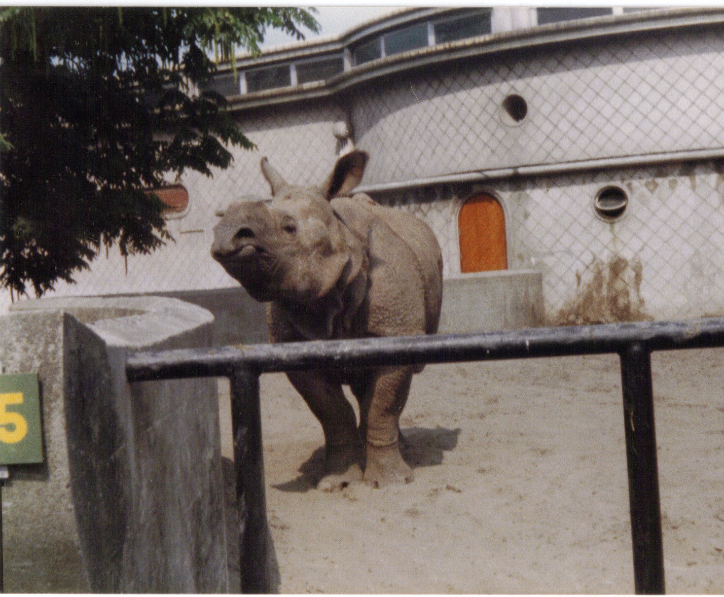 Rotterdam 1984 — Rhino Resource Center