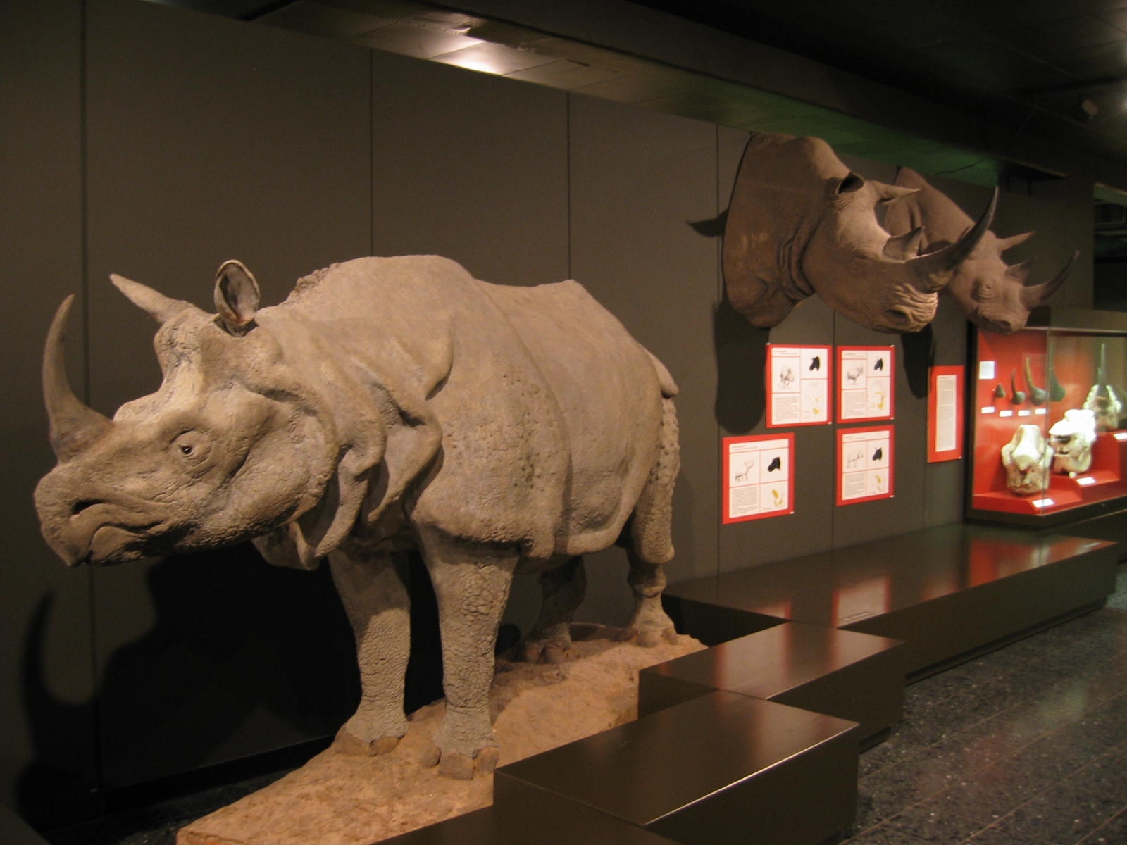 Mounted rhino — Rhino Resource Center