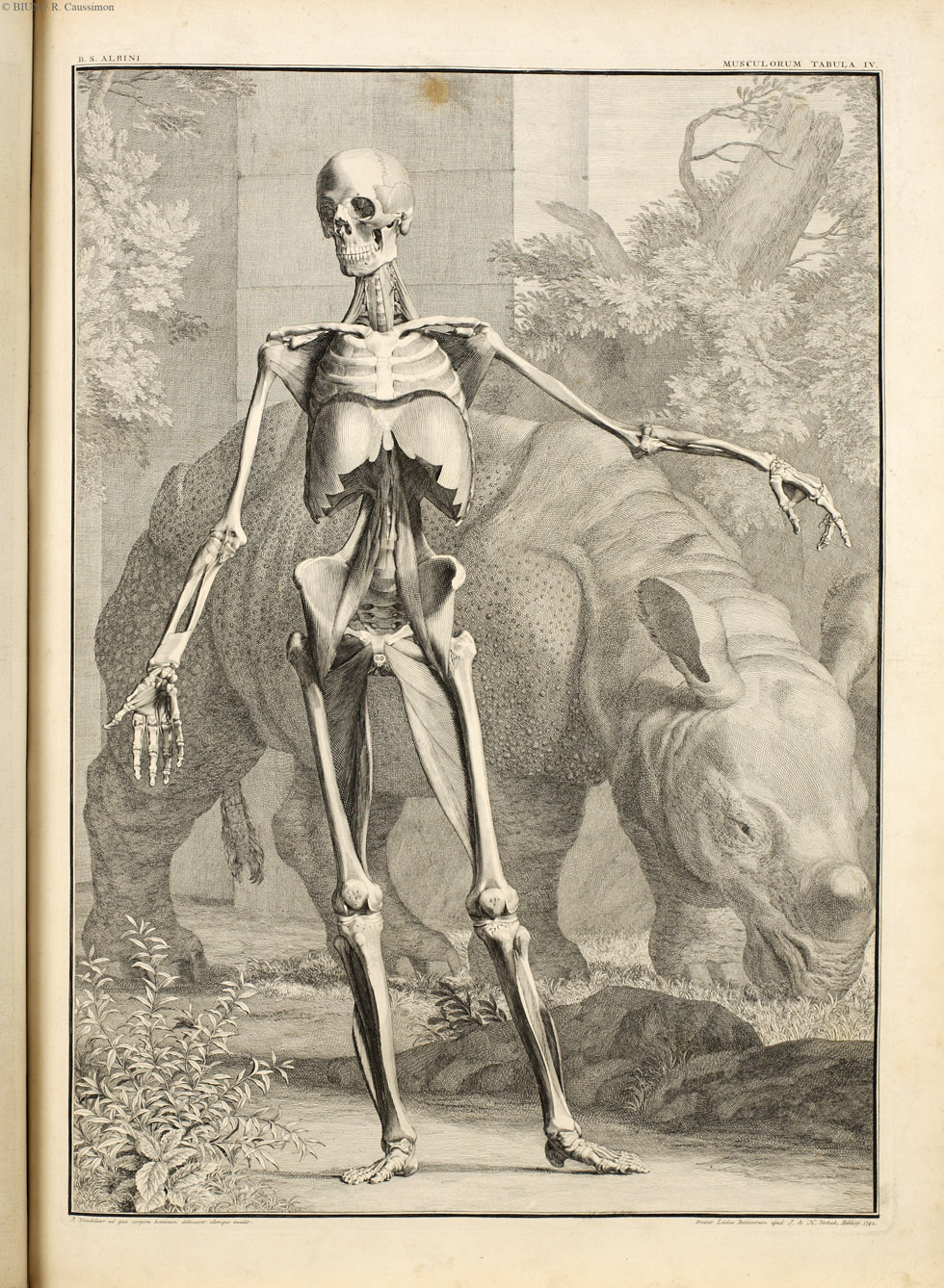 Albinus 1747 — Rhino Resource Center