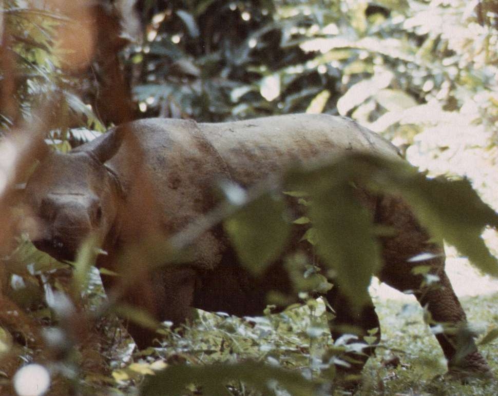 Javan Rhino, van Strien — Rhino Resource Center