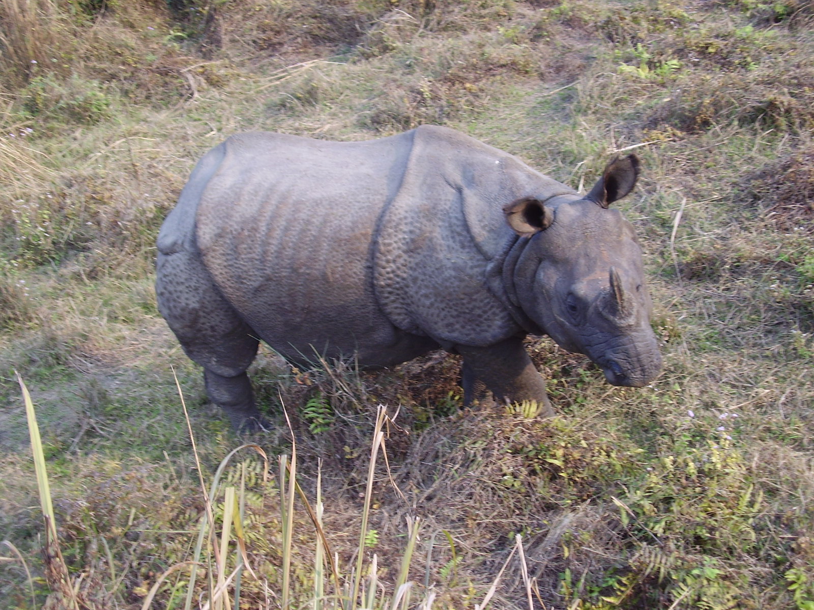 Chitwan Nepal — Rhino Resource Center