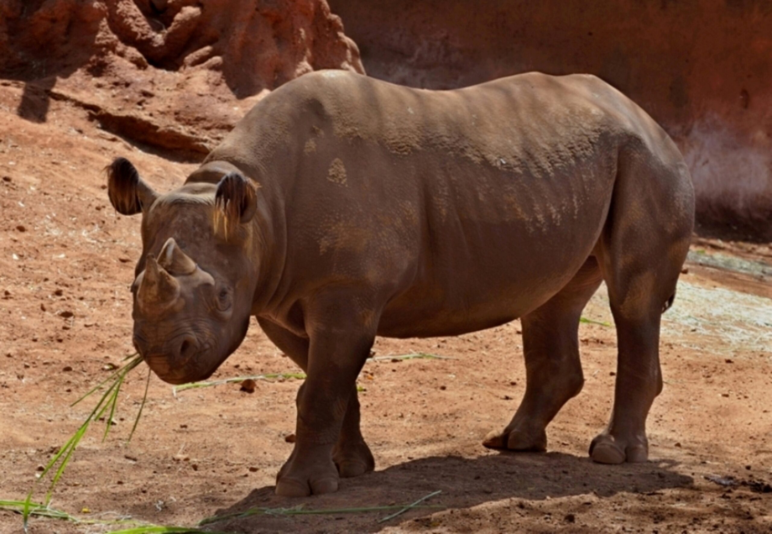 Honolulu #0560 — Rhino Resource Center