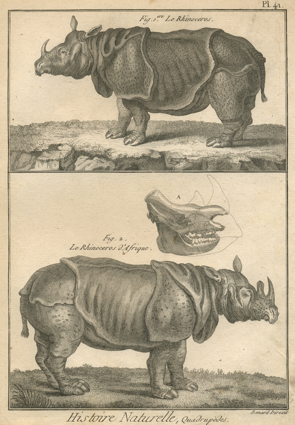 Buffon 1798 — Rhino Resource Center