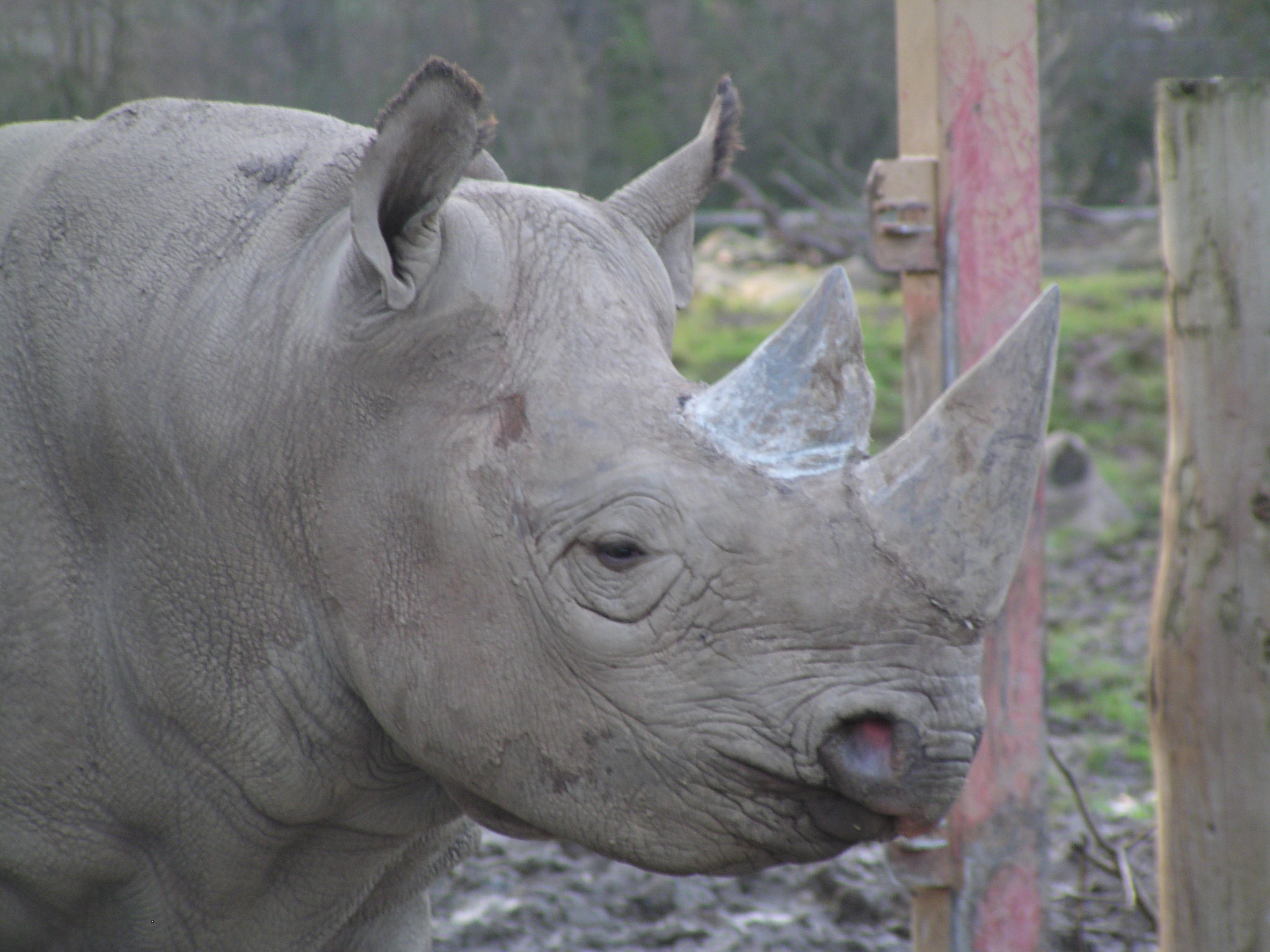 Chester Zoo — Rhino Resource Center