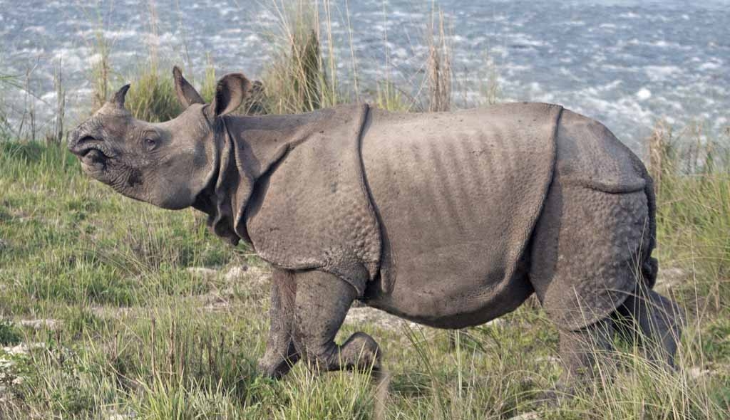 Bardia 2 2009 — Rhino Resource Center