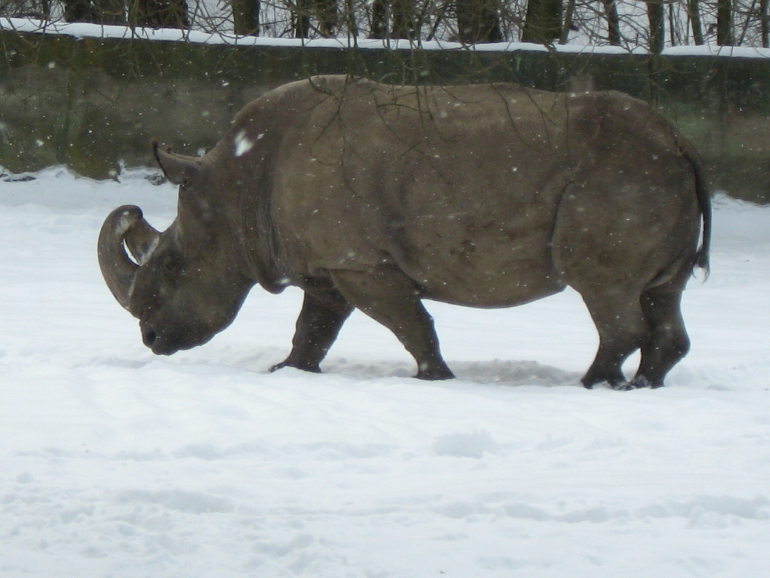Sudan DK 2009 — Rhino Resource Center