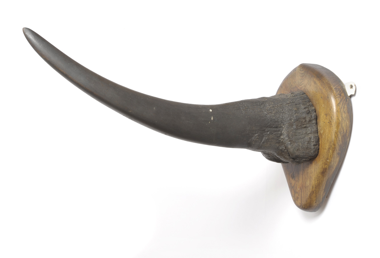 White rhino horn 1900 — Rhino Resource Center