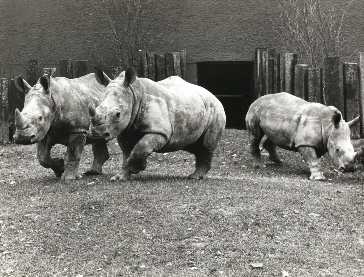 Munich rhinos — Rhino Resource Center