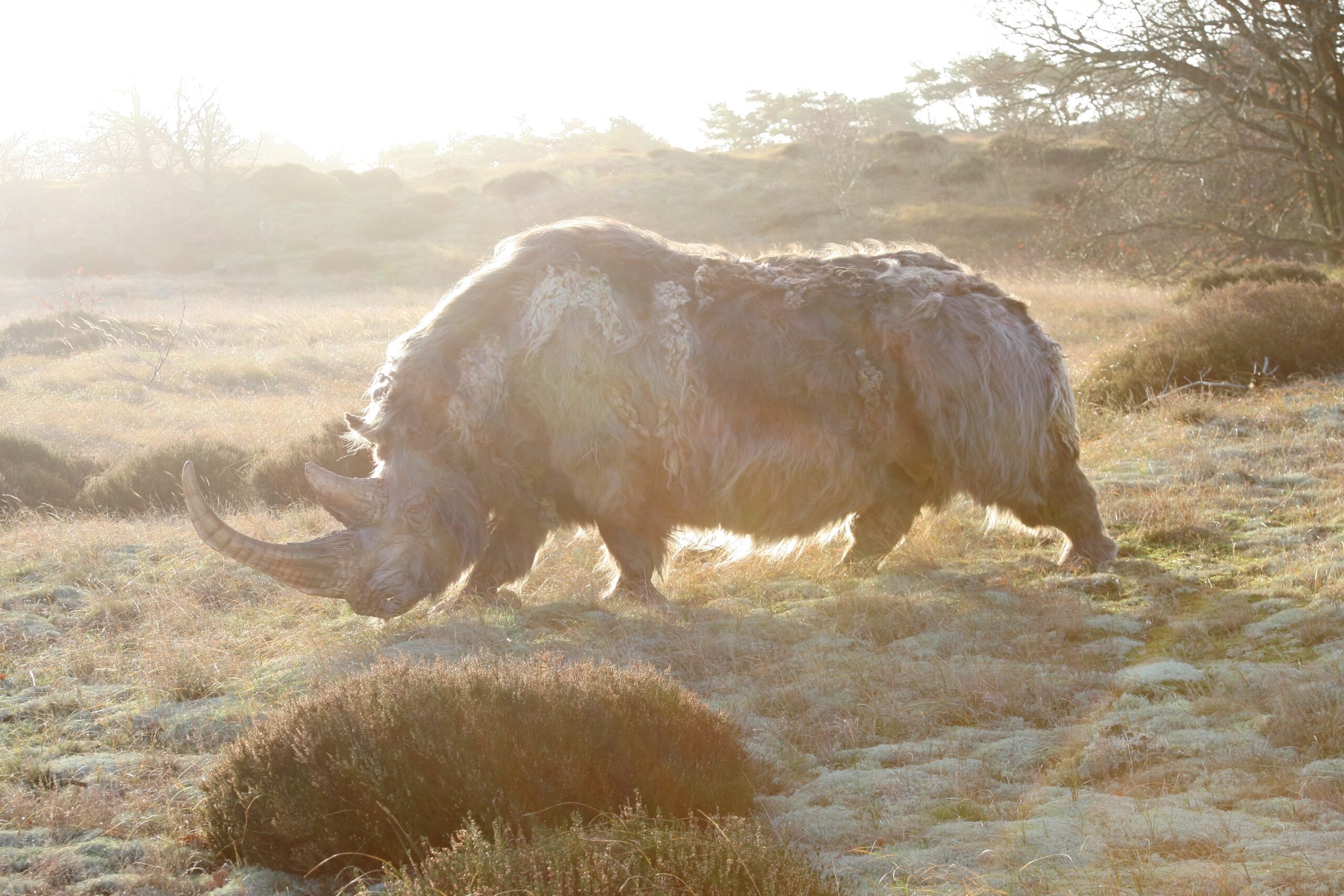 Woolly rhino #11 — Rhino Resource Center