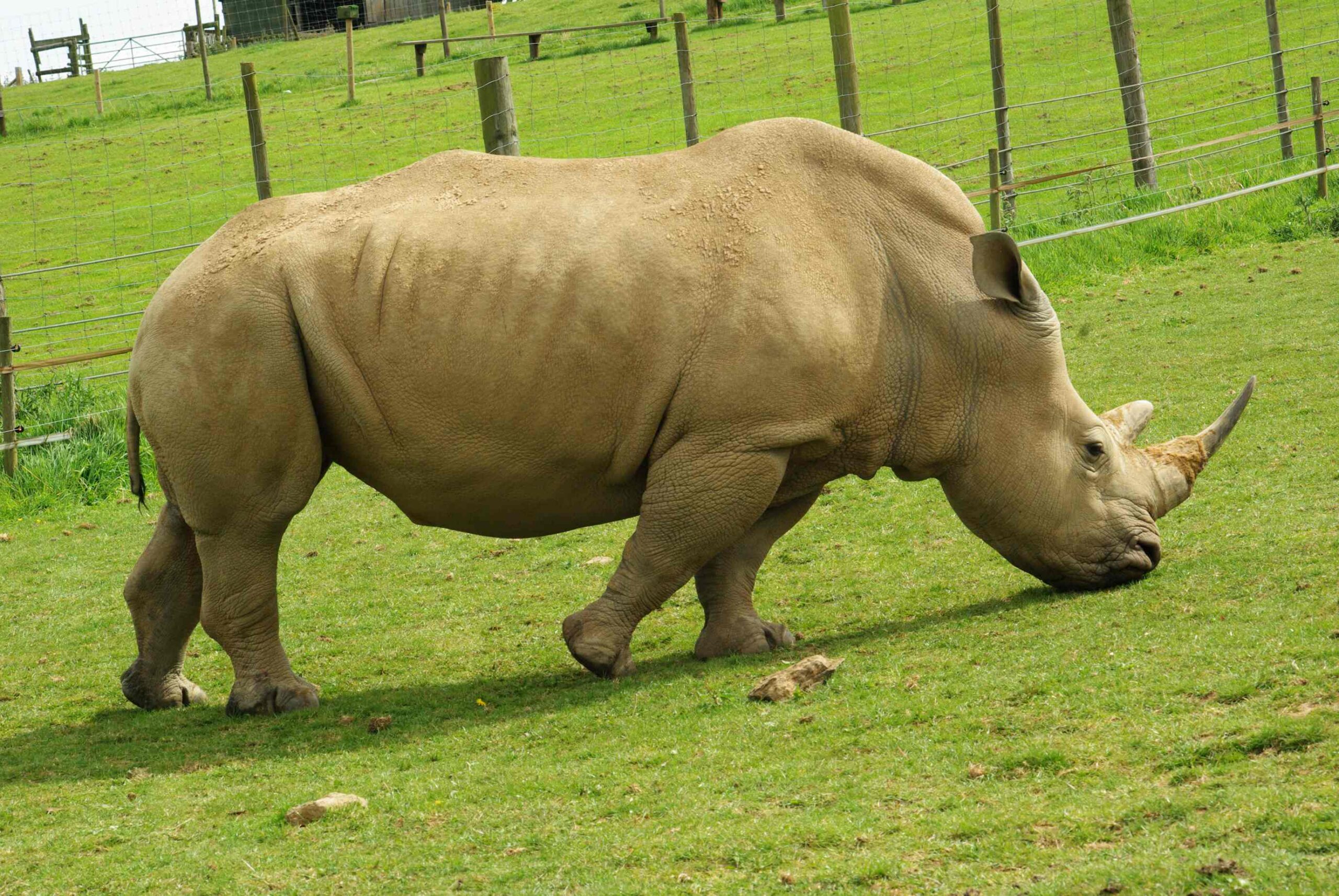 Noah Ark Bristol — Rhino Resource Center