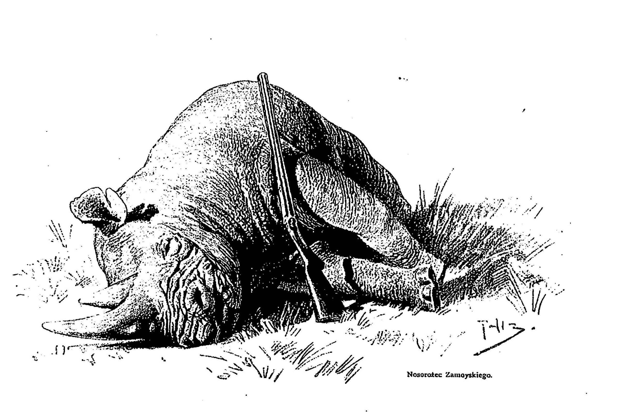 Somalia Potocki — Rhino Resource Center