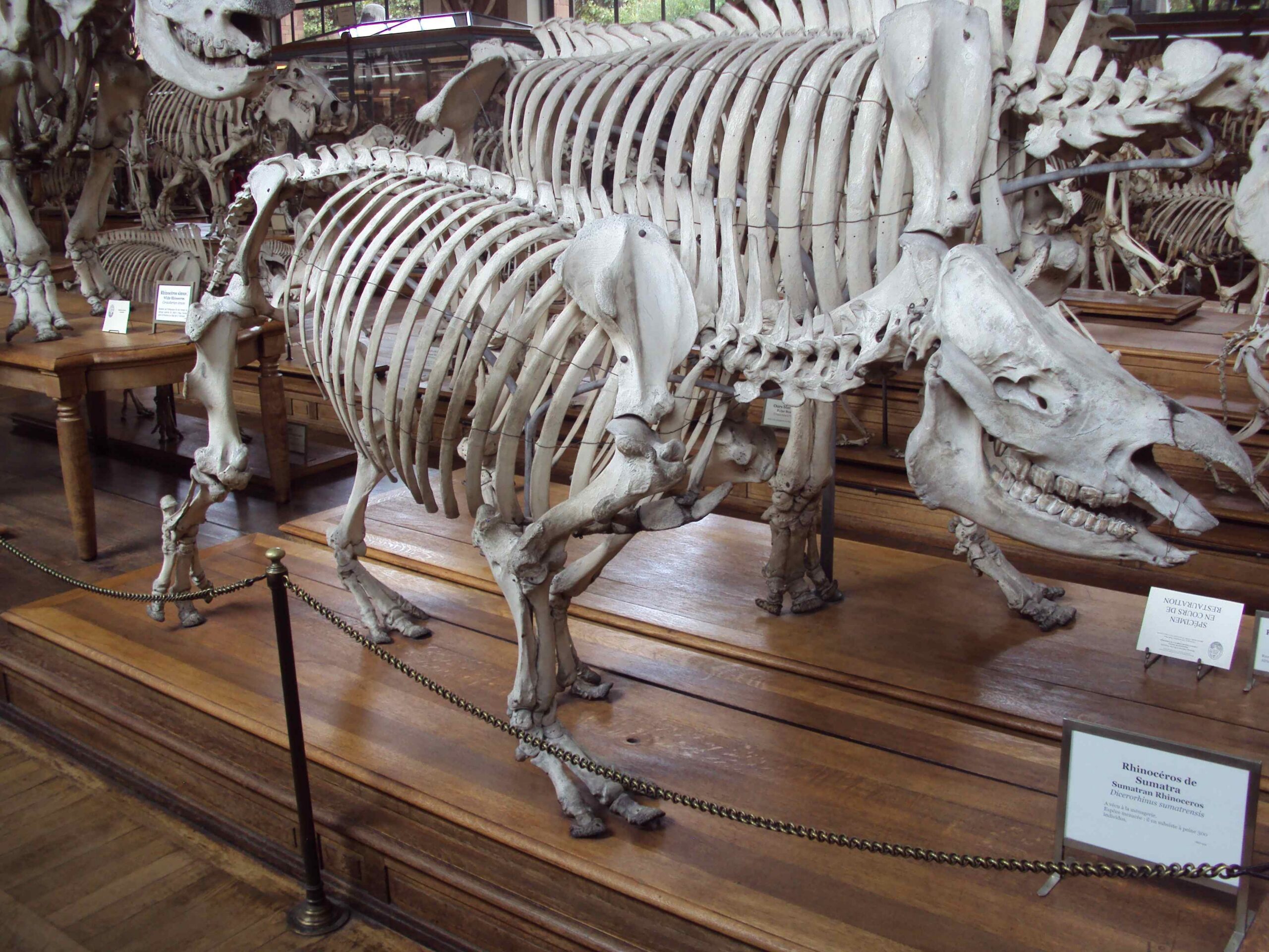 Paris Museum - Sumatran 1887 — Rhino Resource Center