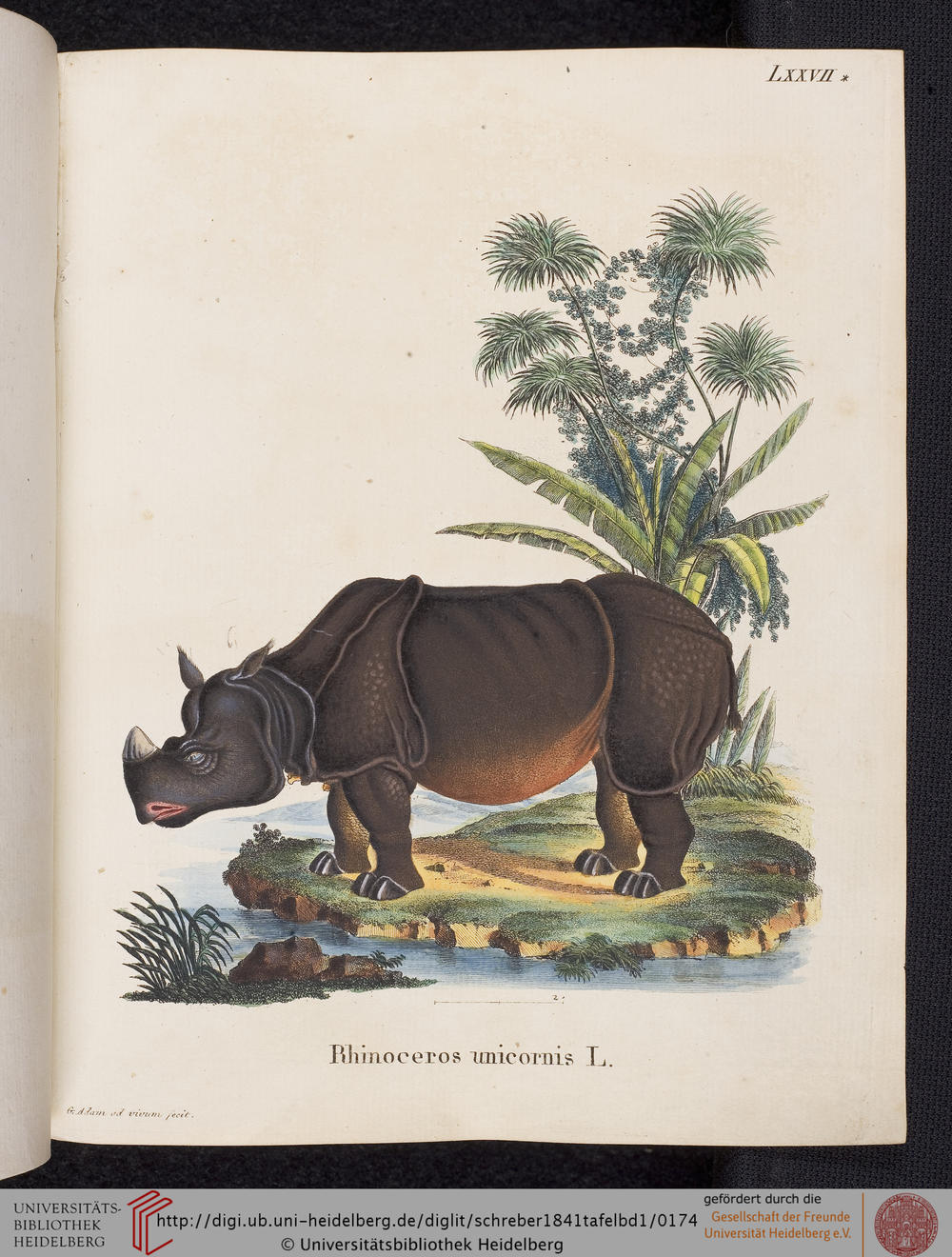 Schreber Rhinoceros unicornis — Rhino Resource Center