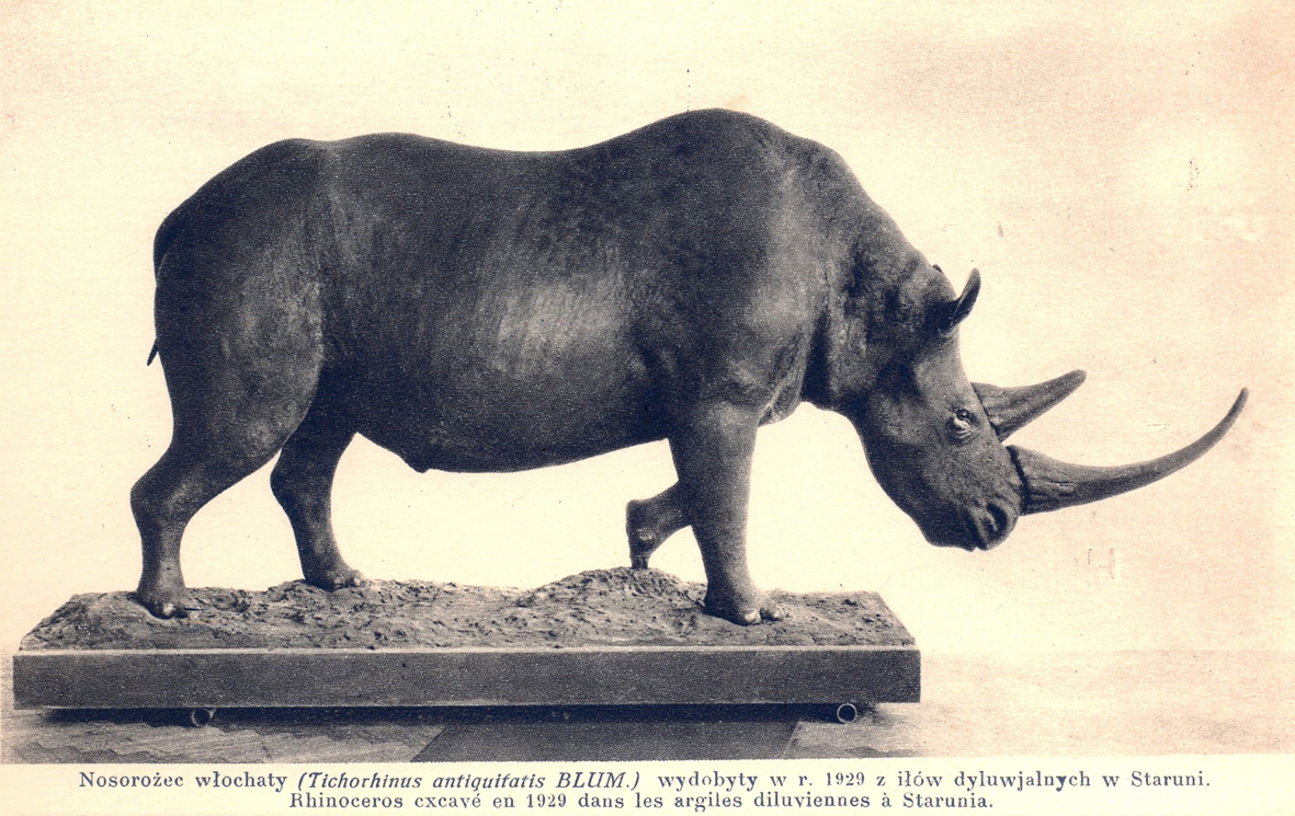 Coelodonta antiquitatis (Blumenbach) from Starunia, Poland — Rhino ...