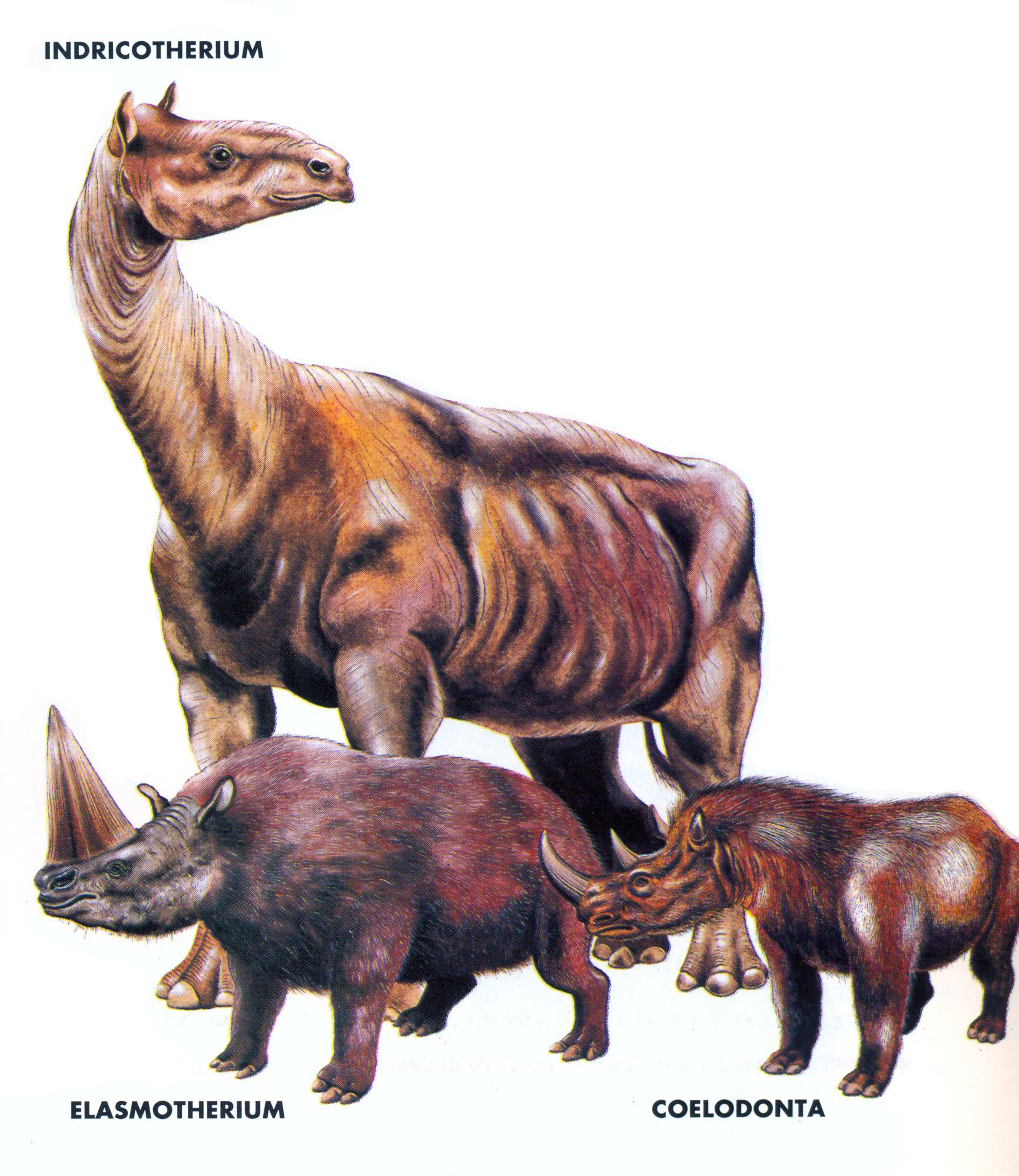 Indricotherium, Elasmotherium and Coelodonta — Rhino Resource Center
