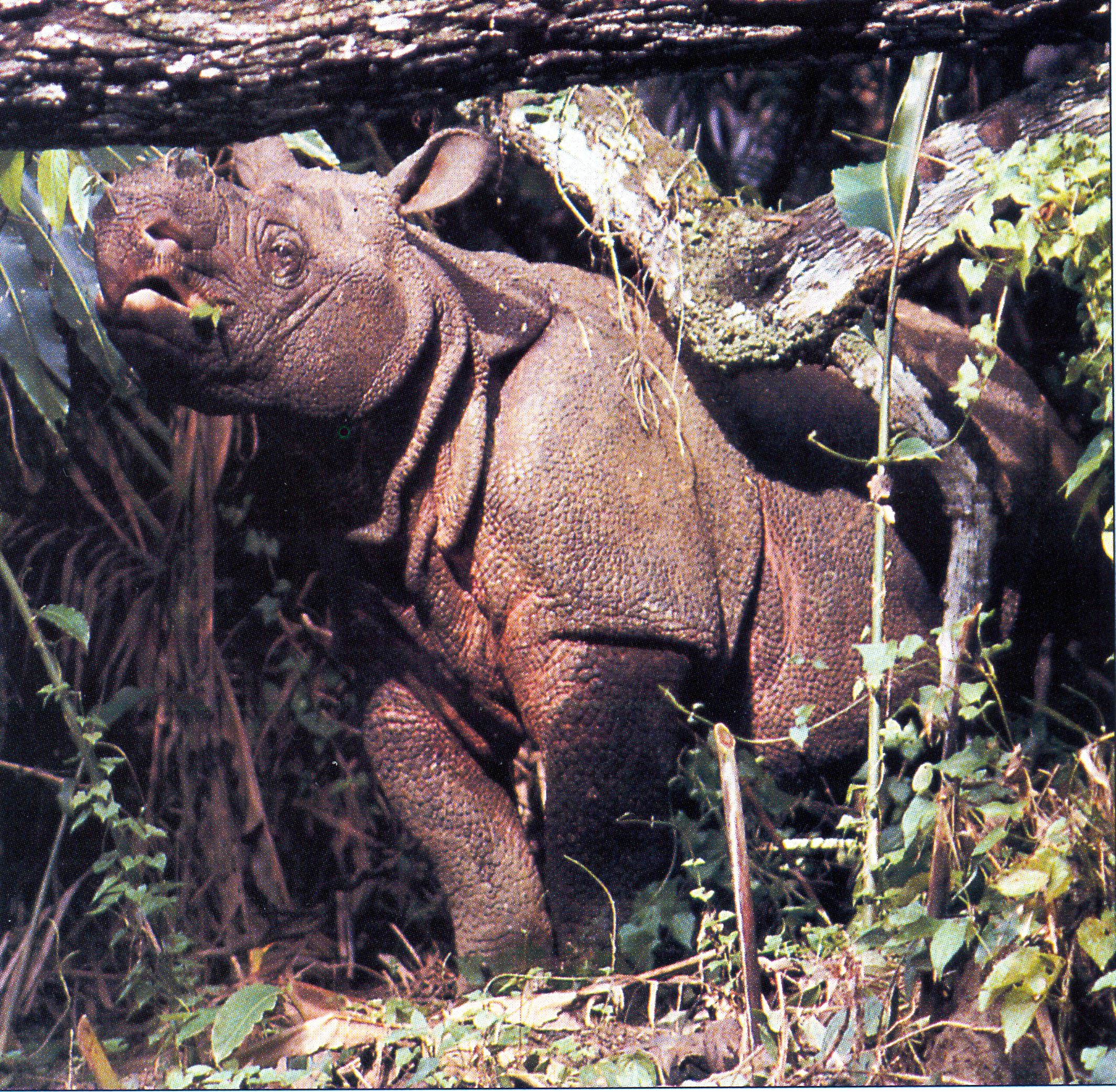 Rhinoceros sondaicus Desmarest, 1822 — Rhino Resource Center