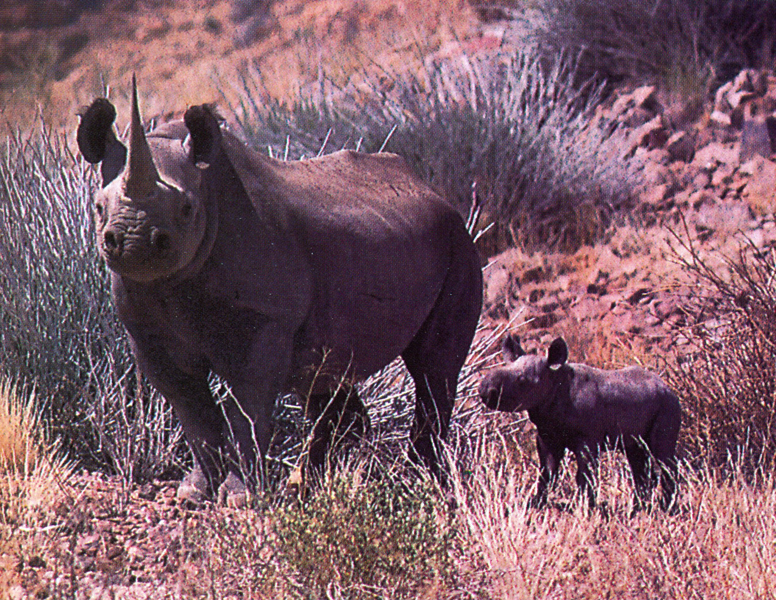 Black rhino with his puppy — Rhino Resource Center
