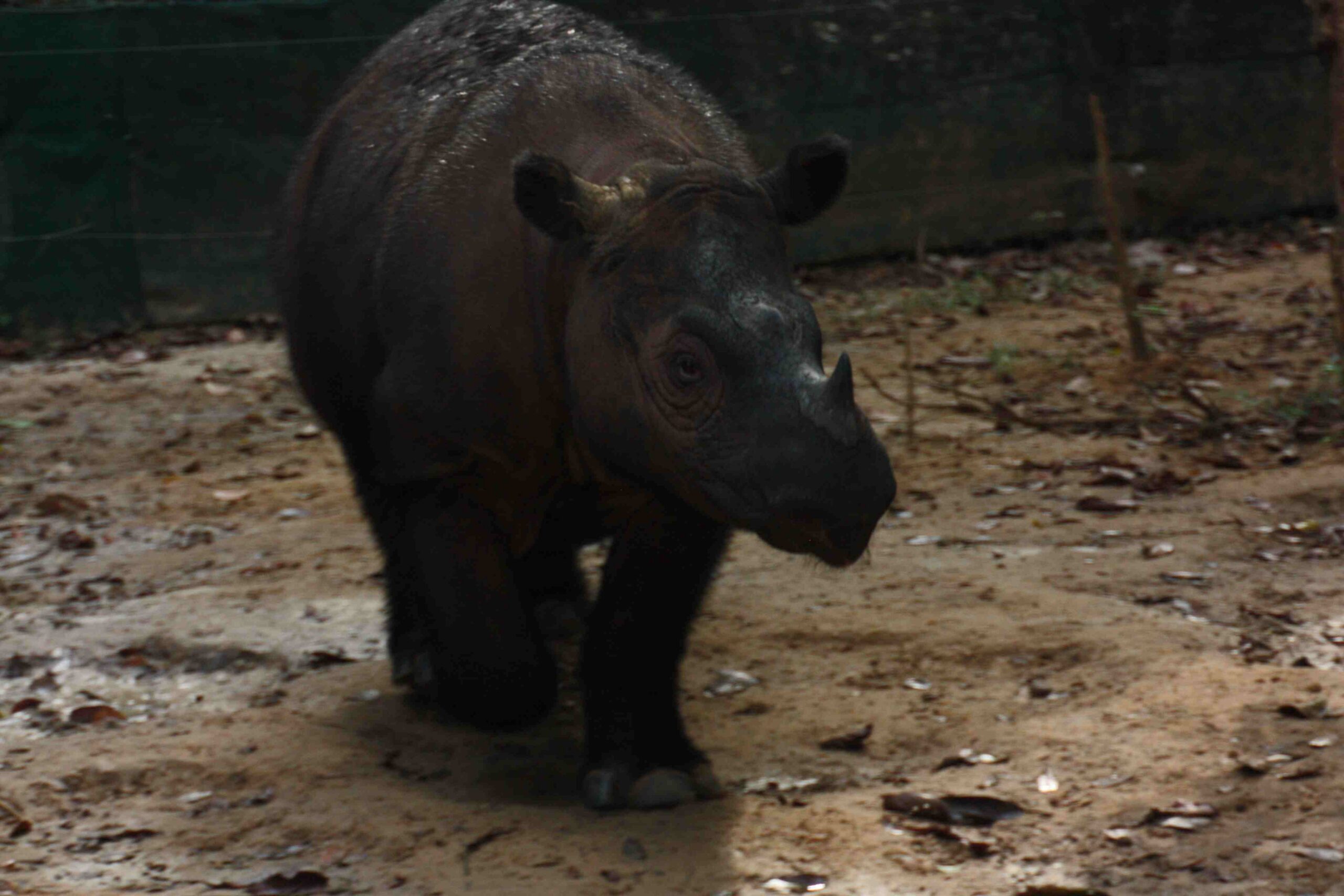 SRS Ratu — Rhino Resource Center