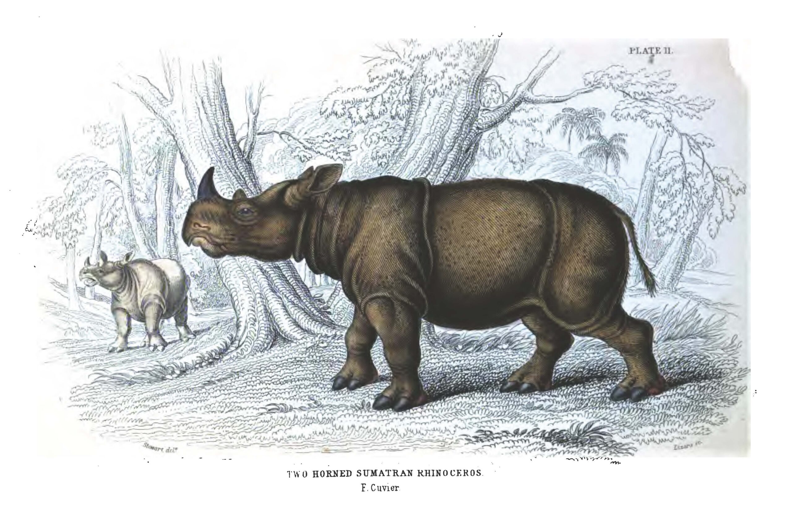 Two-horned Sumatran rhino — Rhino Resource Center