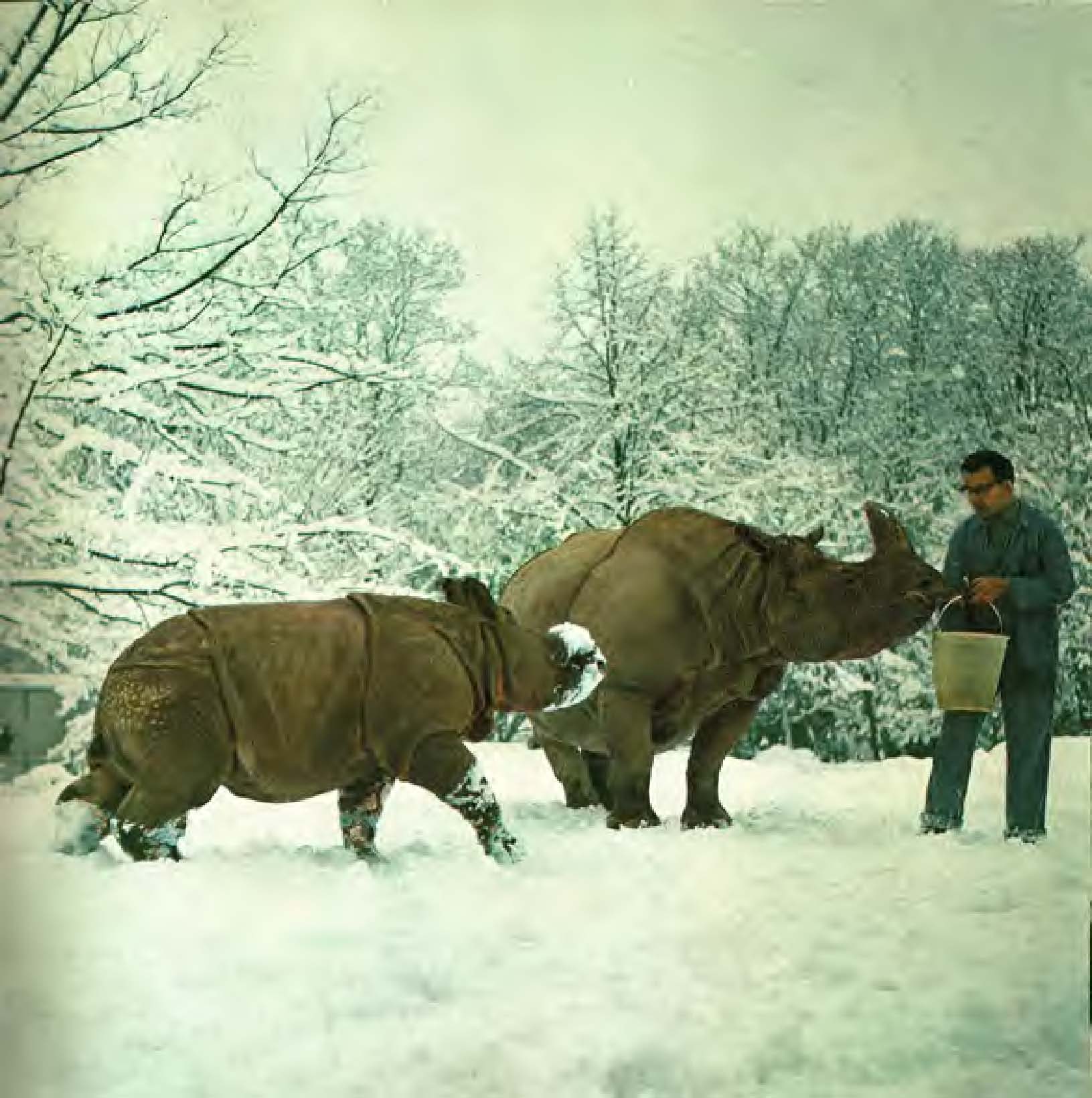 Rhino in snow — Rhino Resource Center