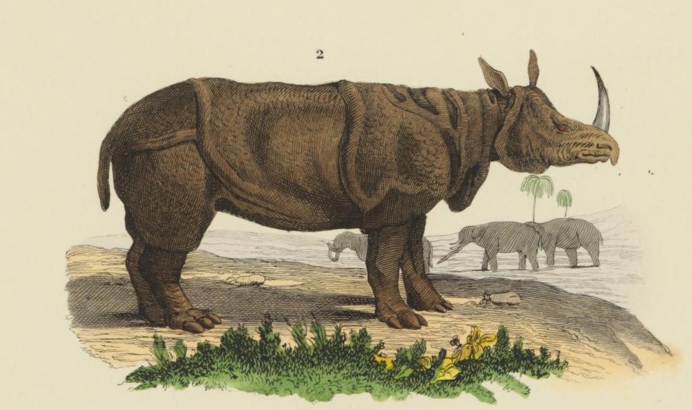 Drapiez 1855 — Rhino Resource Center