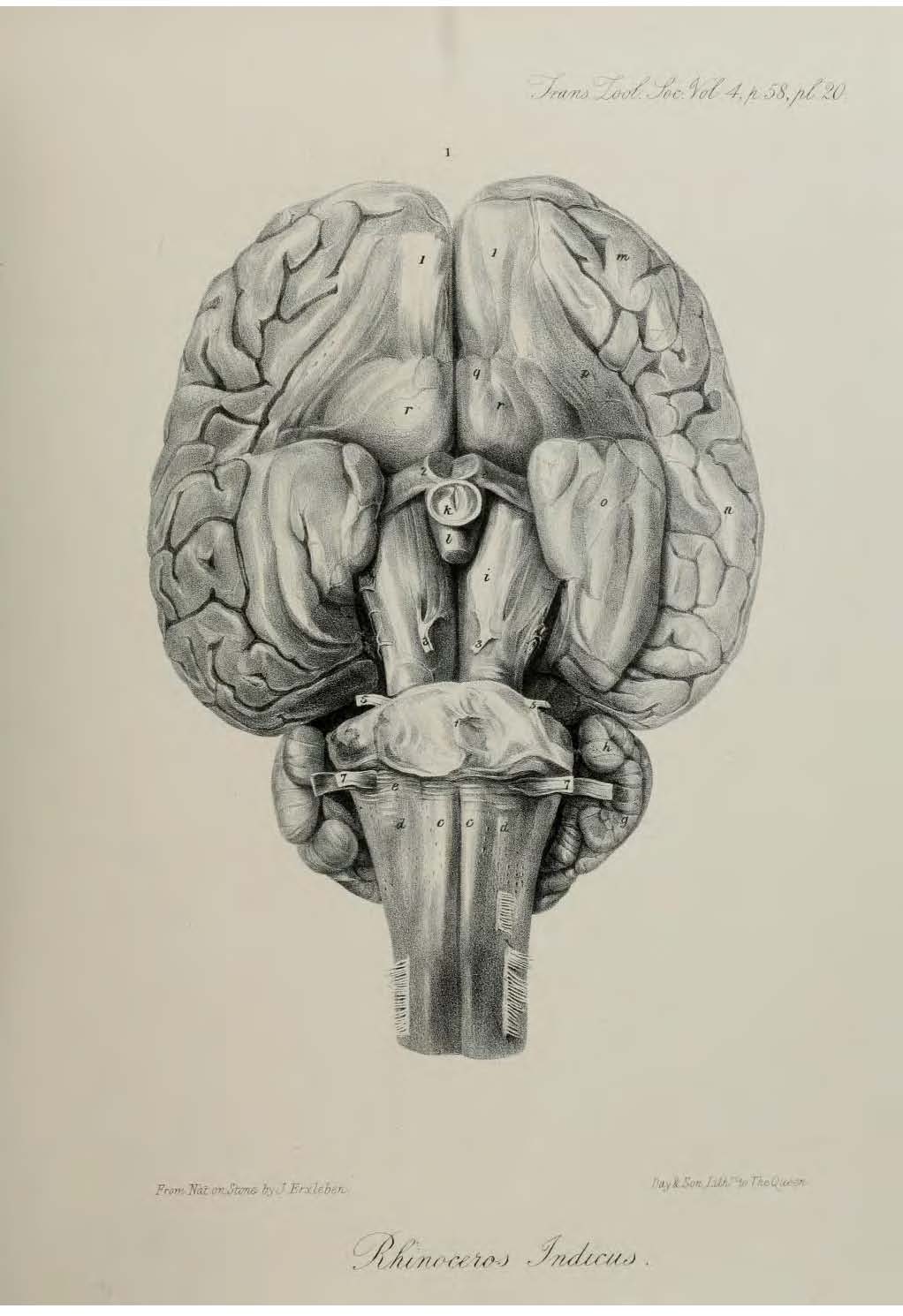 Anatomy of Indian Rhinoceros (20) — Rhino Resource Center