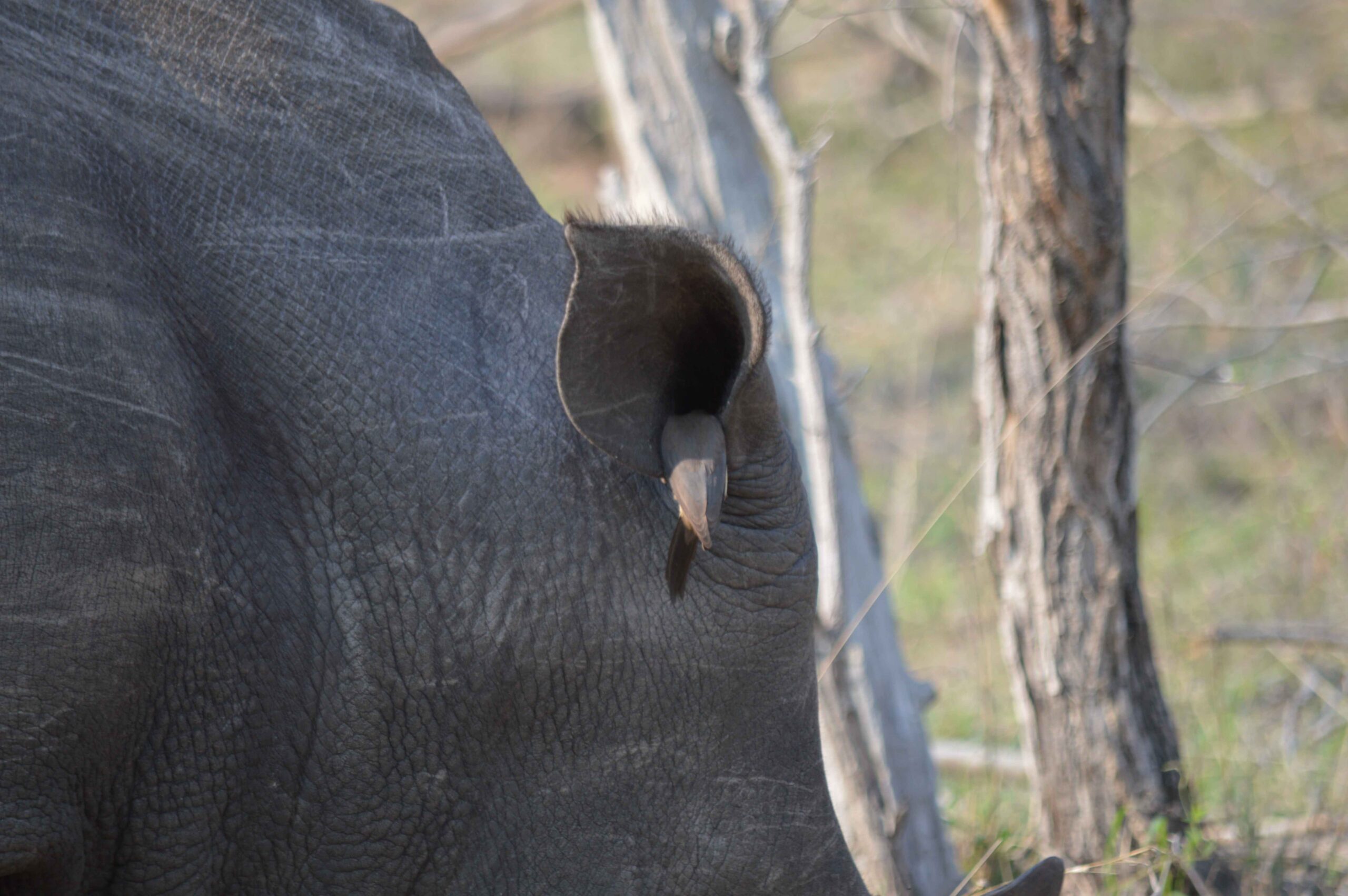 Oxpecker in rhino ear — Rhino Resource Center