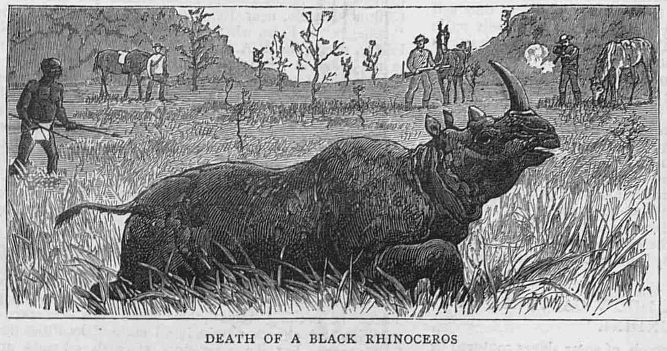 Death of black rhino — Rhino Resource Center