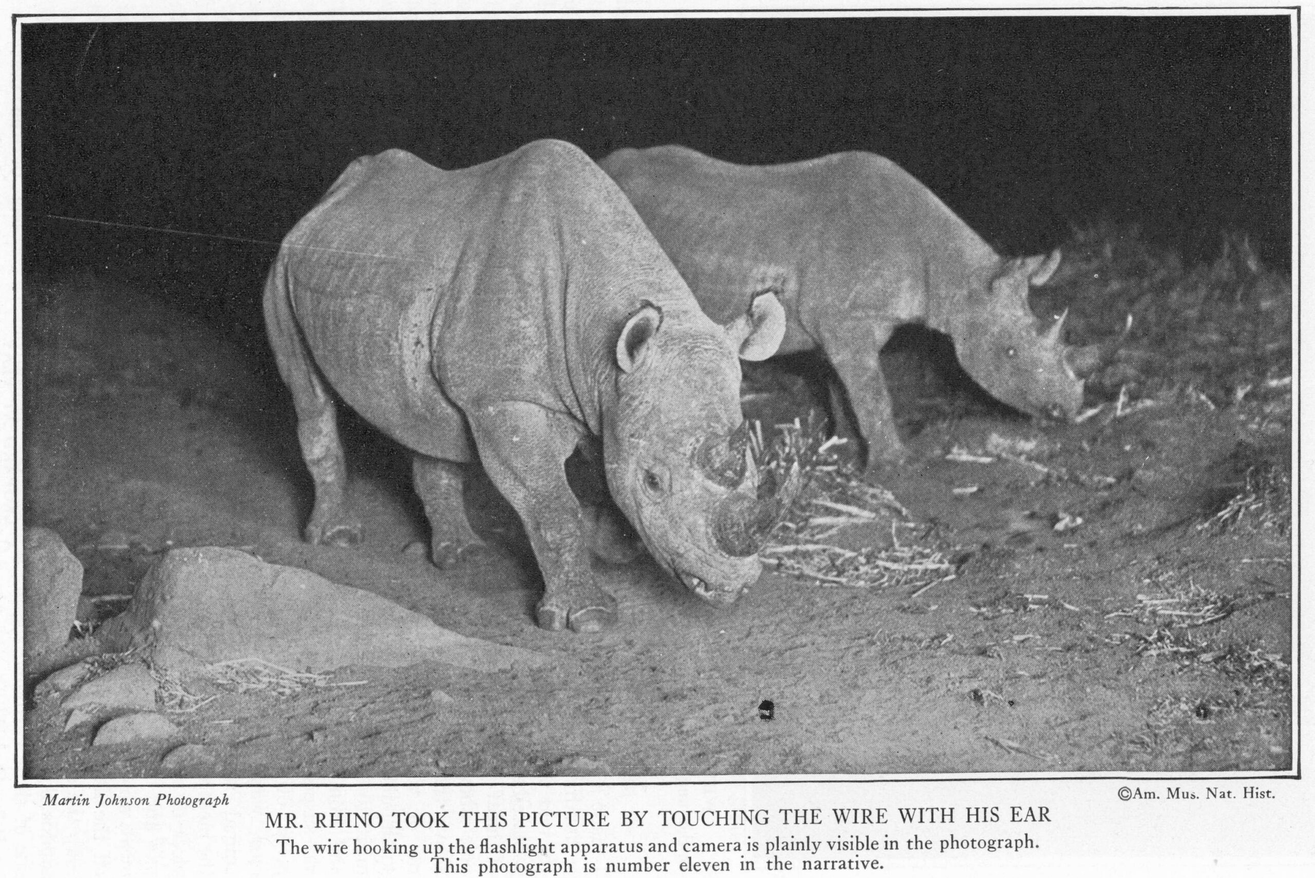 Black rhino camera trap — Rhino Resource Center