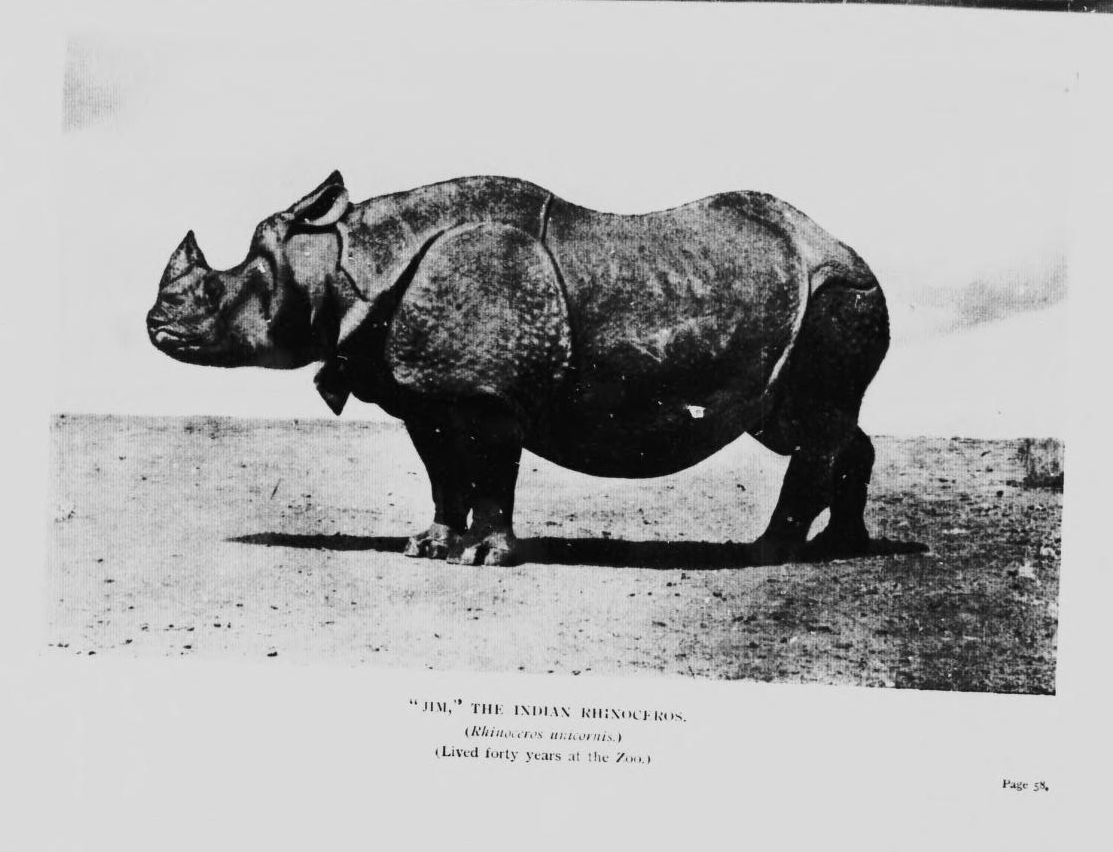 Jim in London Zoo — Rhino Resource Center