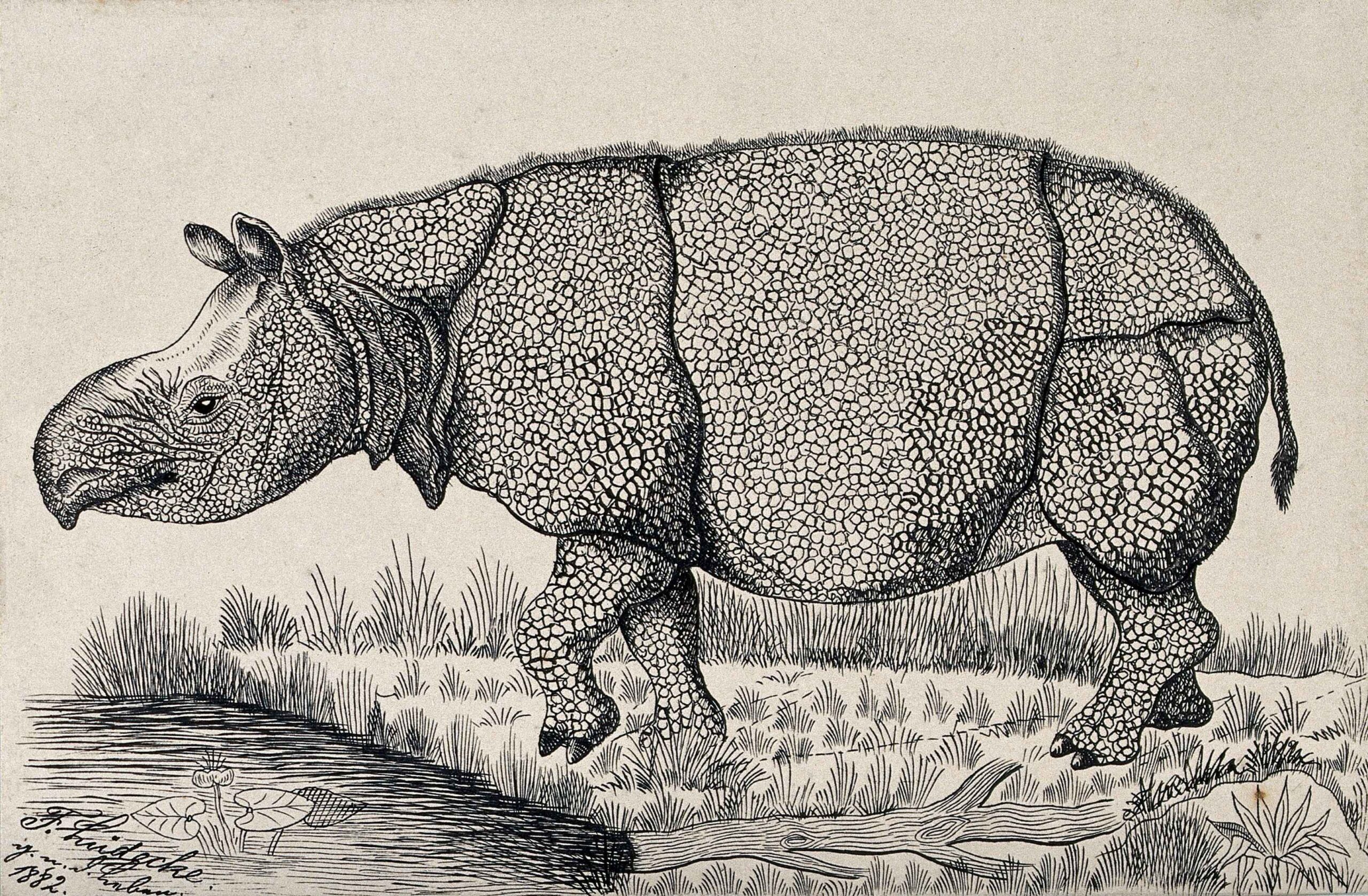 Ludecke rhinoceros 1882 — Rhino Resource Center