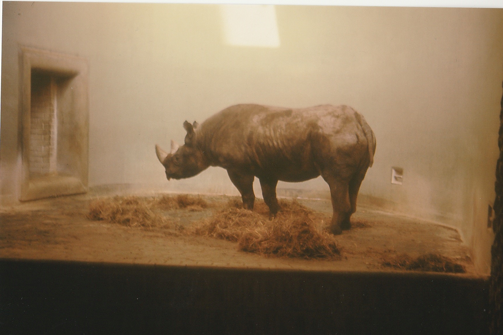 Paul in London Zoo — Rhino Resource Center