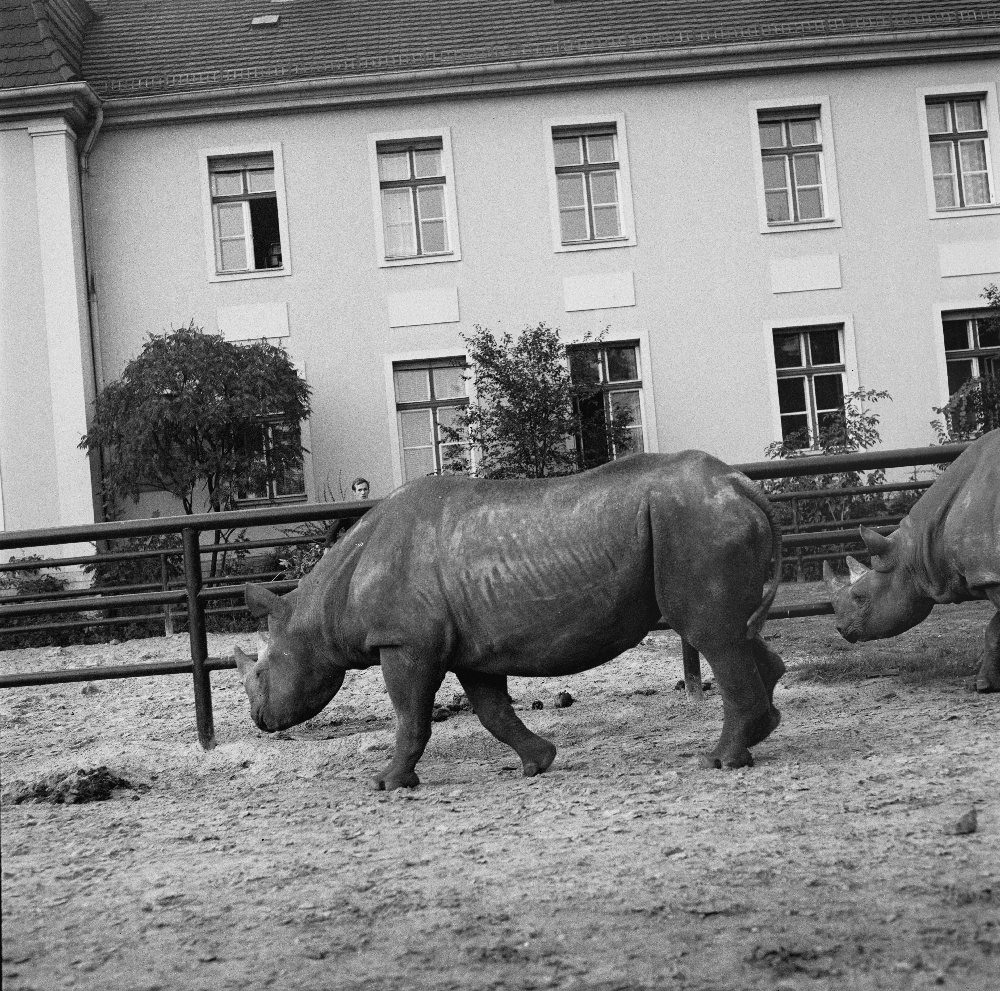 Tierpark Berlin black rhino — Rhino Resource Center