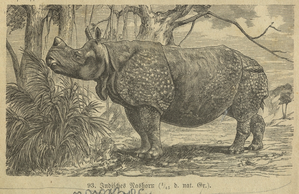 Pkorny Naturgeschichte — Rhino Resource Center