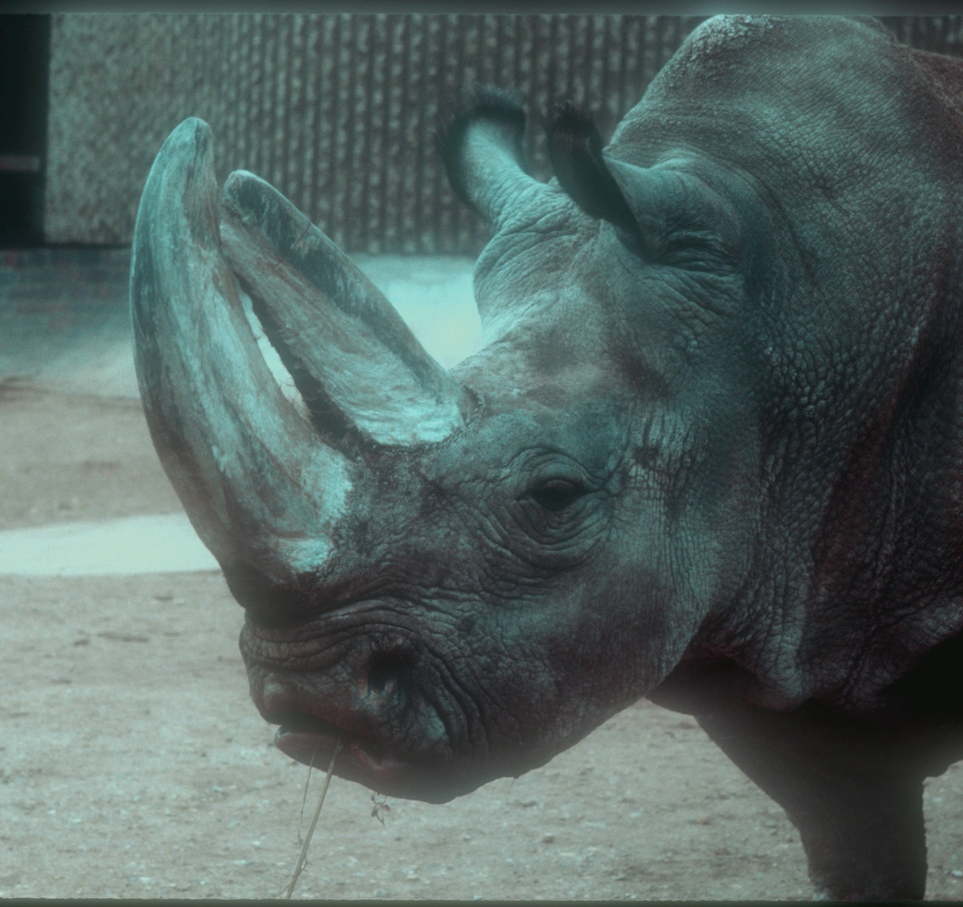 Northern white in London 1979 — Rhino Resource Center