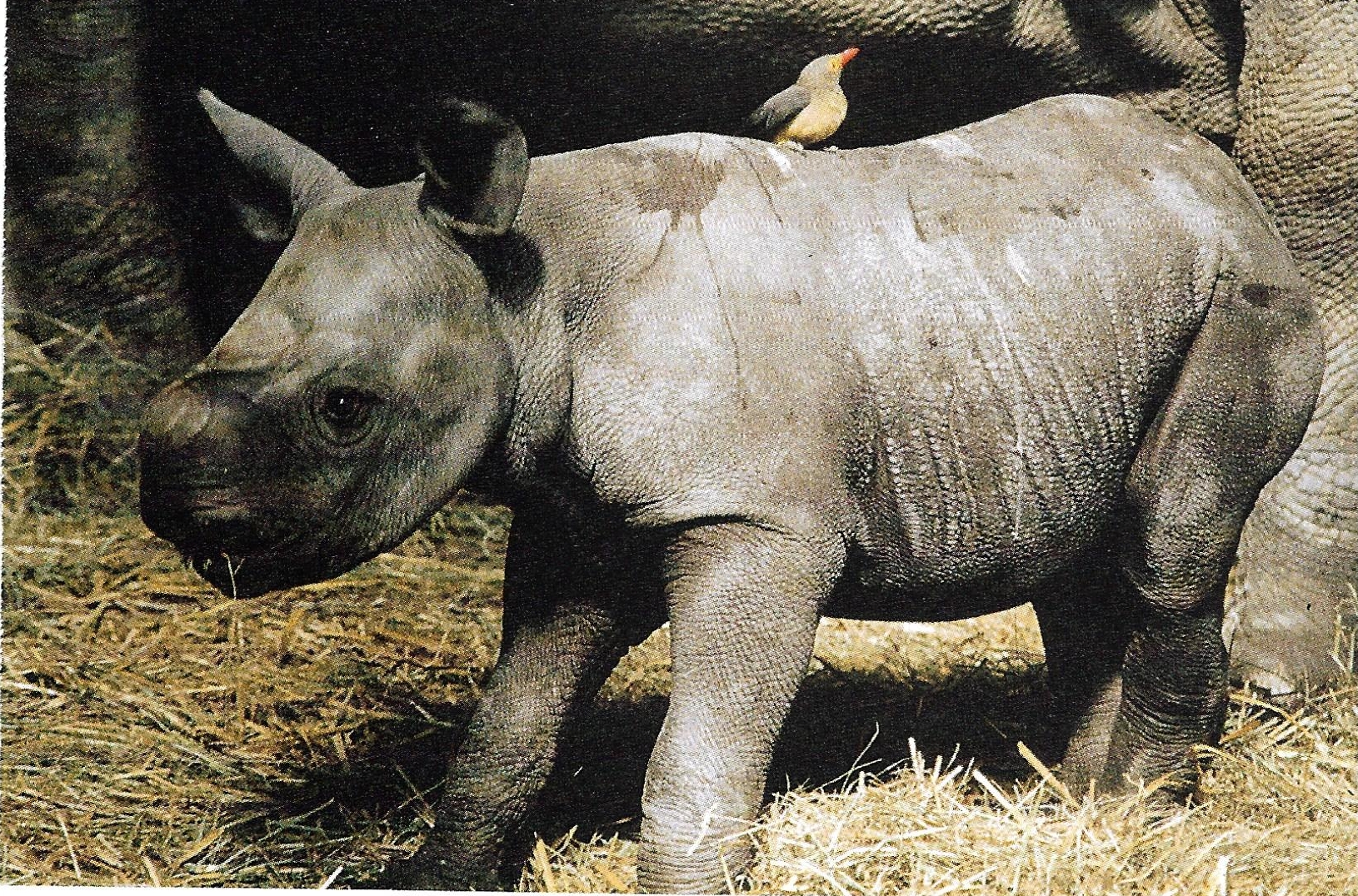 Zurich — Rhino Resource Center