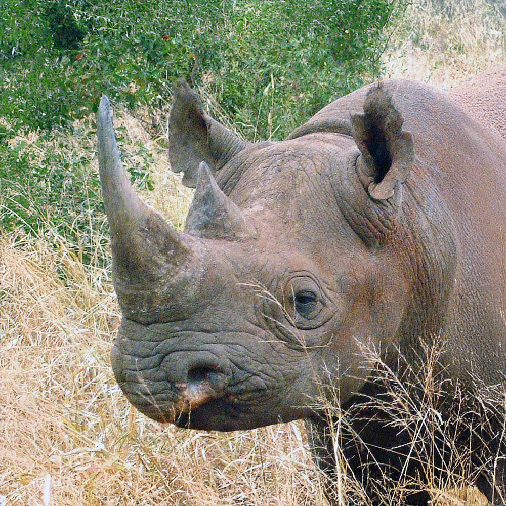 Habitat use and spatial organisation of relocated black rhinos in Namibia — Rhino Resource Center