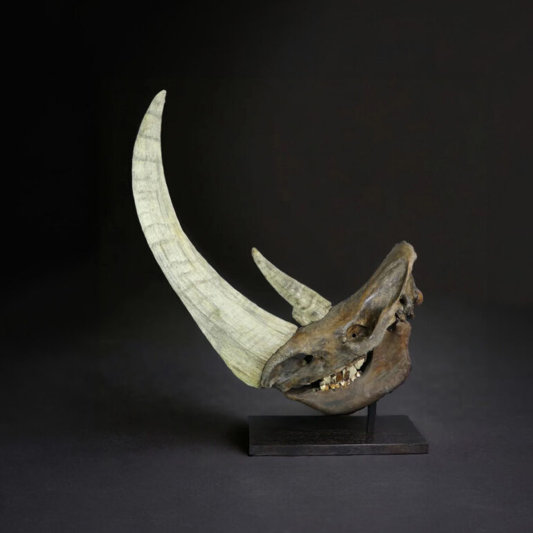 Are rhinos aggressive? — Rhino Resource Center
